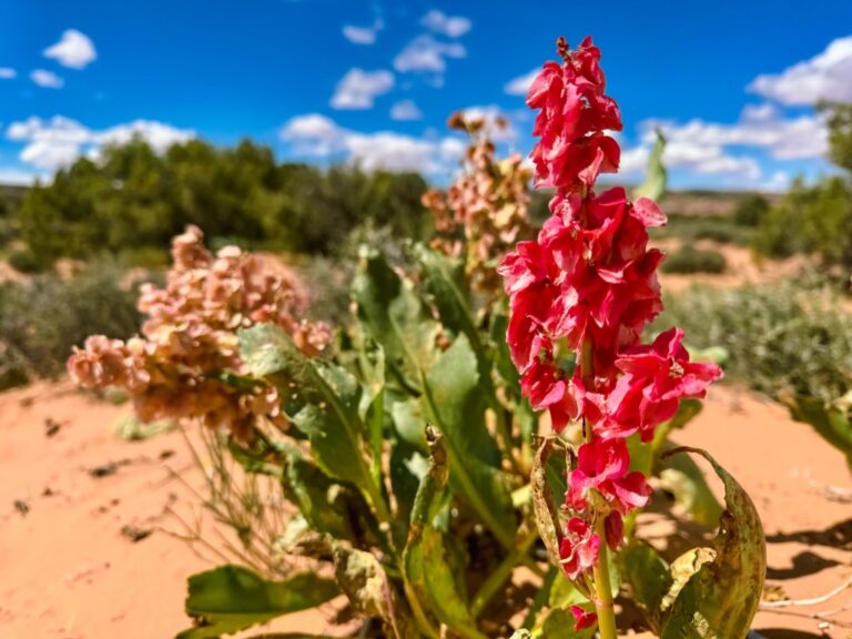 Arches National Park and Moab, Utah: Dog-friendly guide – Pupper Scouts