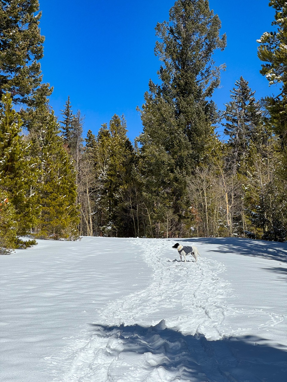 Beginner’s guide to winter hiking with your dog: Snow pups unite ...