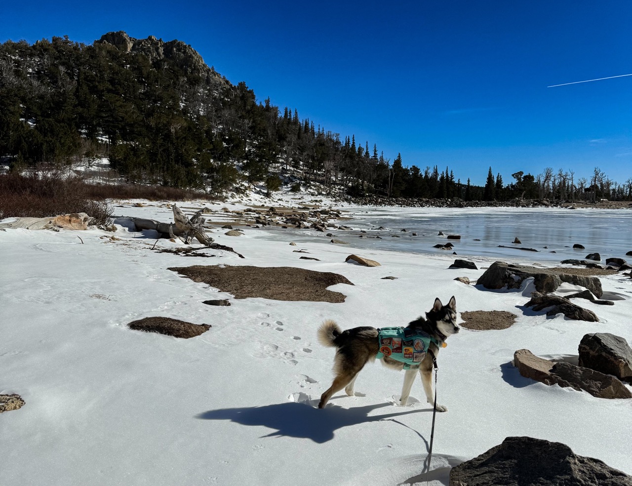 Beginner’s guide to winter hiking with your dog: Snow pups unite ...