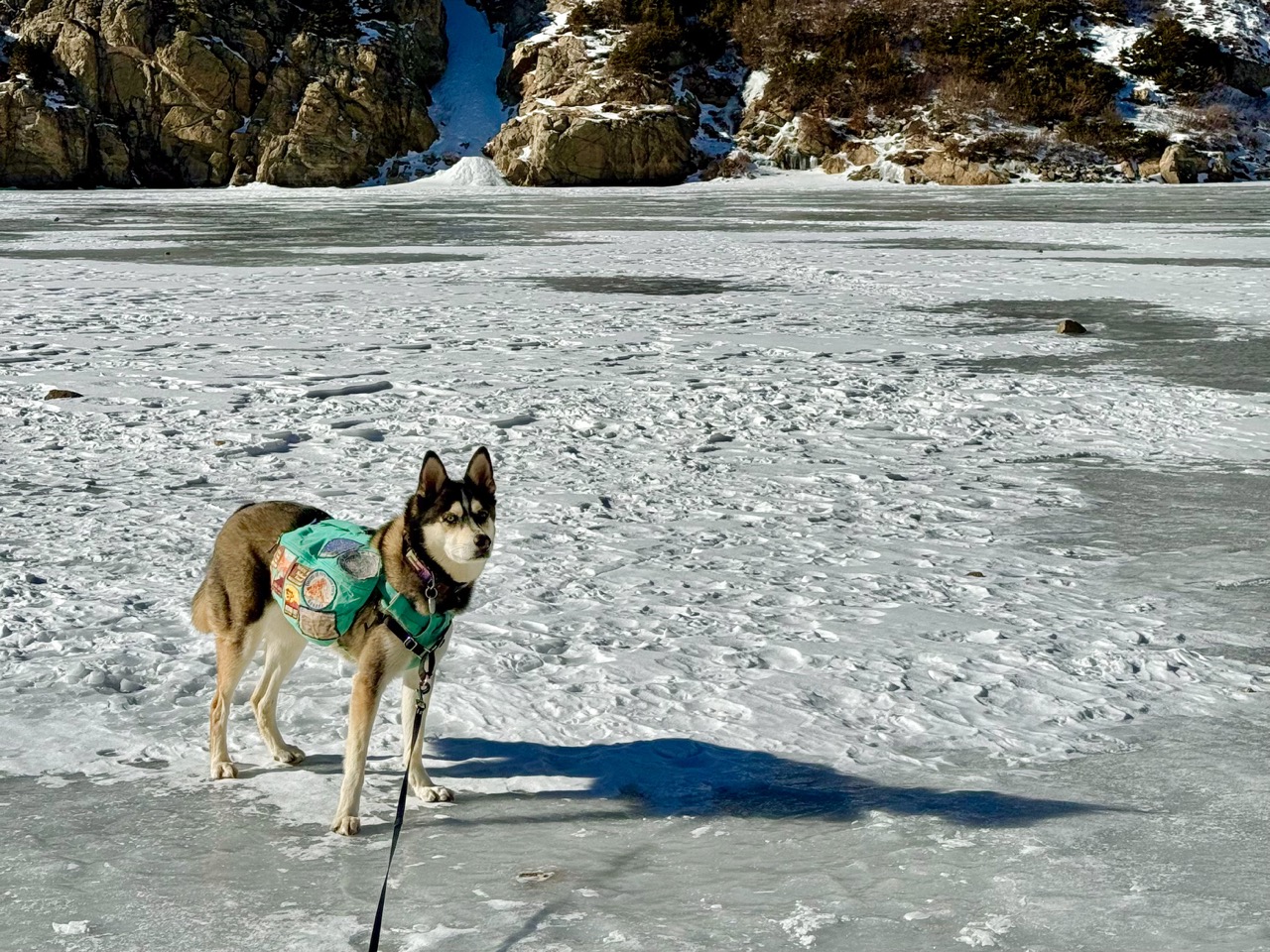 Beginner’s guide to winter hiking with your dog: Snow pups unite ...