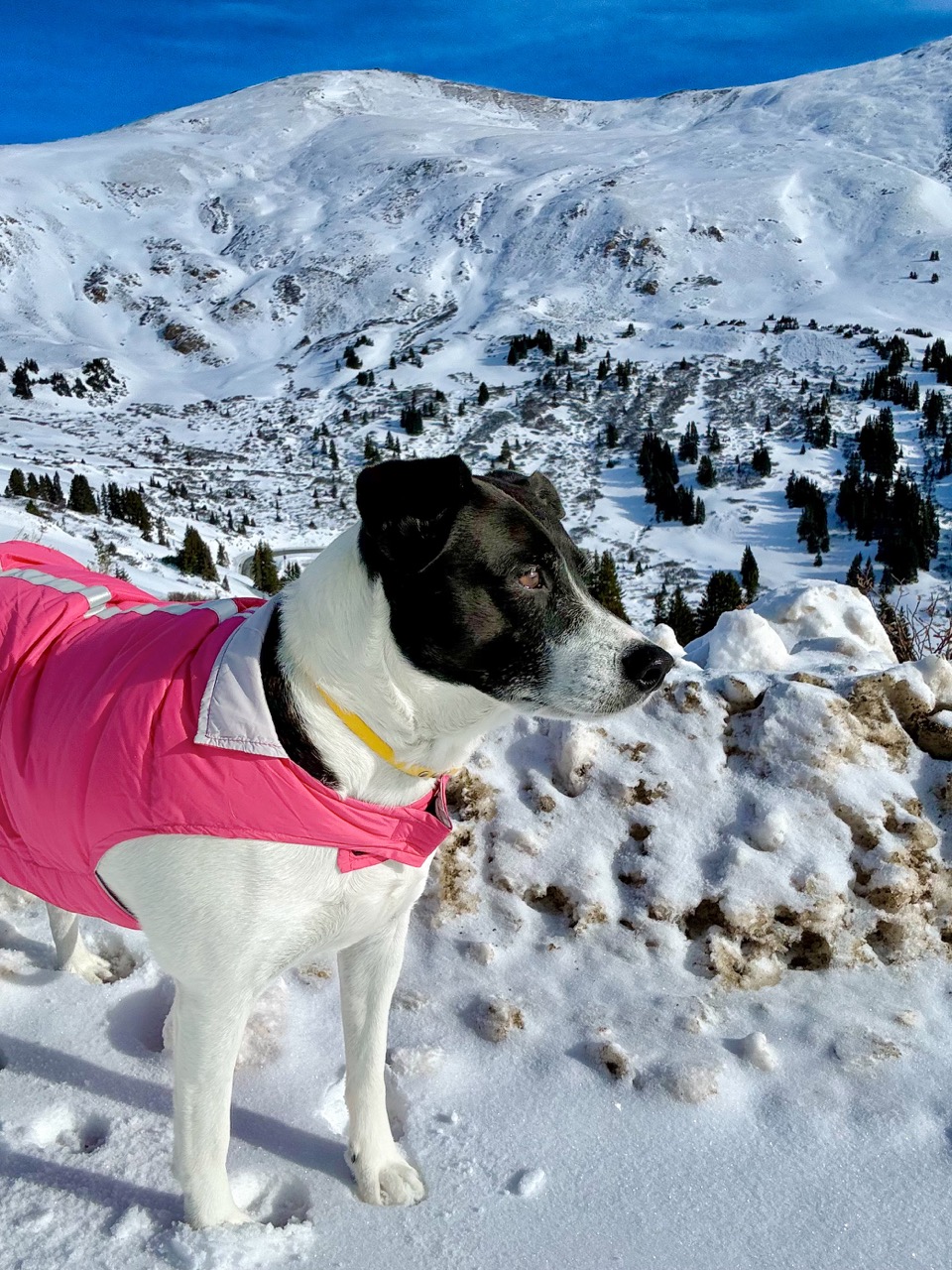 Beginner’s guide to winter hiking with your dog: Snow pups unite ...